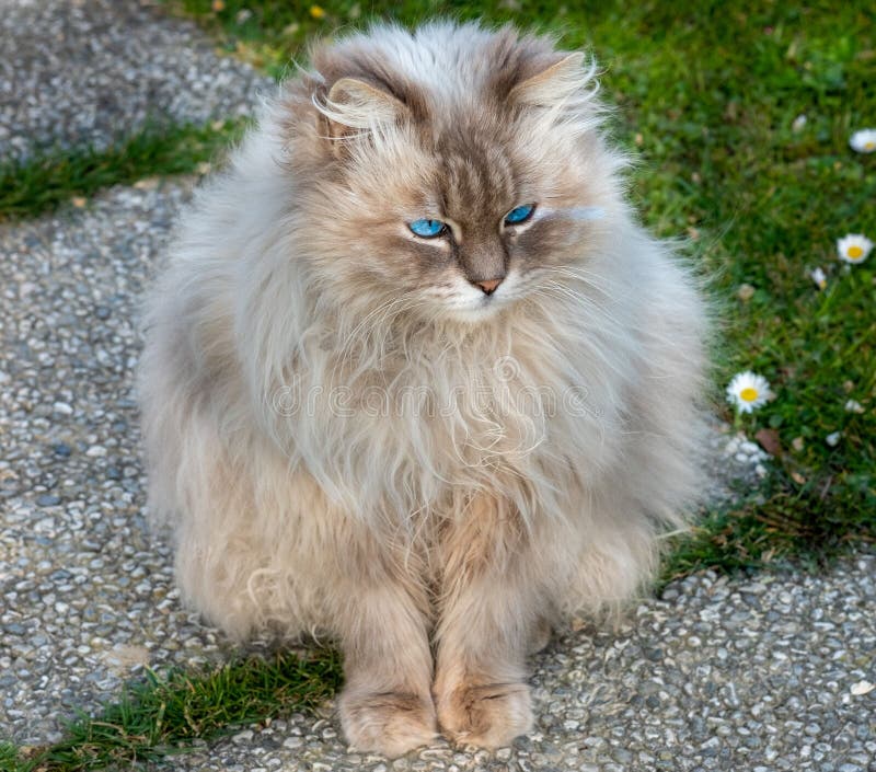 A Fluffy Cat Sitting on the Ground Looking Away from the Camera Stock ...