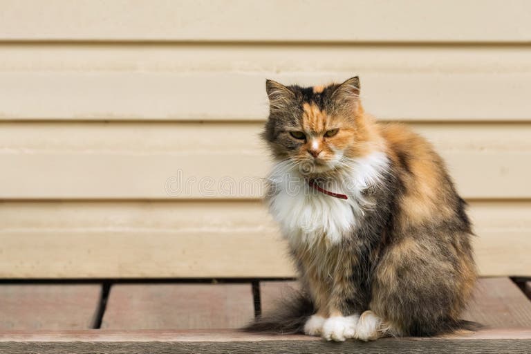 A Fluffy Cat is Sitting. he Has an Offended and Angry Expression on His ...