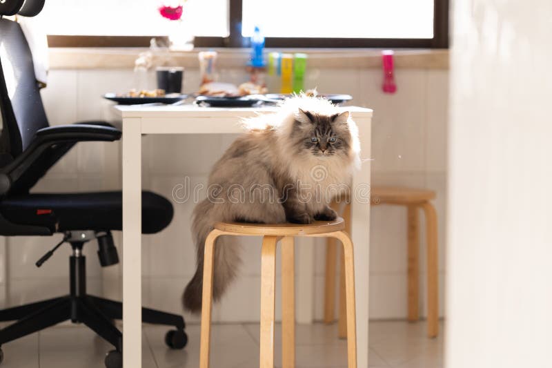 Fluffy Cat Sitting on a Stool in the Kitchen Stock Photo - Image of ...