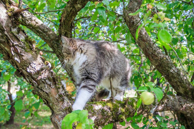 Fluffy Cat is Sitting on a Tree Branch. Pet. Cat for a Walk in the Yard ...