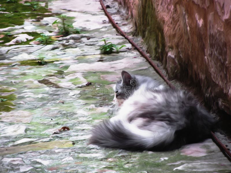 Cat crouch on floor. stock photo. Image of adorable, domestic - 58458850