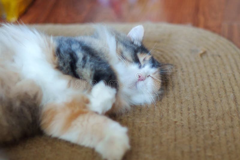 Fluffy Cat is Sleeping on the Floor. Soft Focus. Cats are Resting. the ...