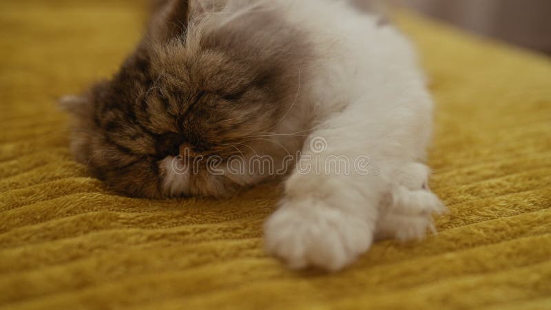A Fluffy Cat Sleeping Peacefully on a Yellow Bedspread in a Cozy Indoor ...