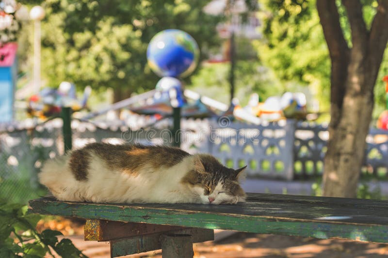 Fluffy Cat Sleeping on a Street Bench. Stock Image - Image of spring ...