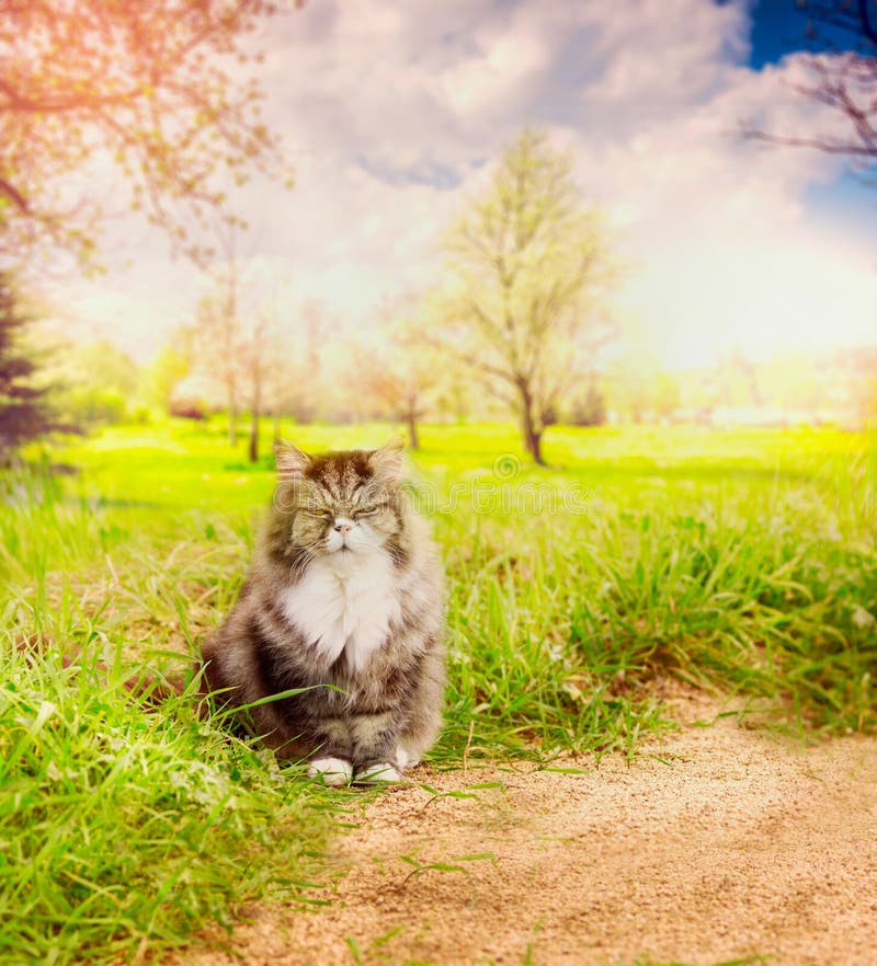 65,923 Cat Spring Stock Photos - Free & Royalty-Free Stock Photos from ...