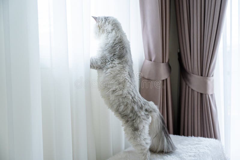 Fluffy Cat Standing beside Windowsill and Looking Outside Stock Photo ...