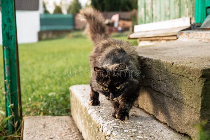 Fluffy Cat is Waiting for the Owner To Let the House in Stock Photo ...