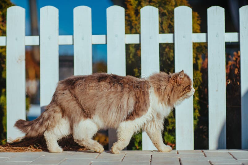 Fluffy Cat Walking Along White Fence Stock Image - Image of animal ...