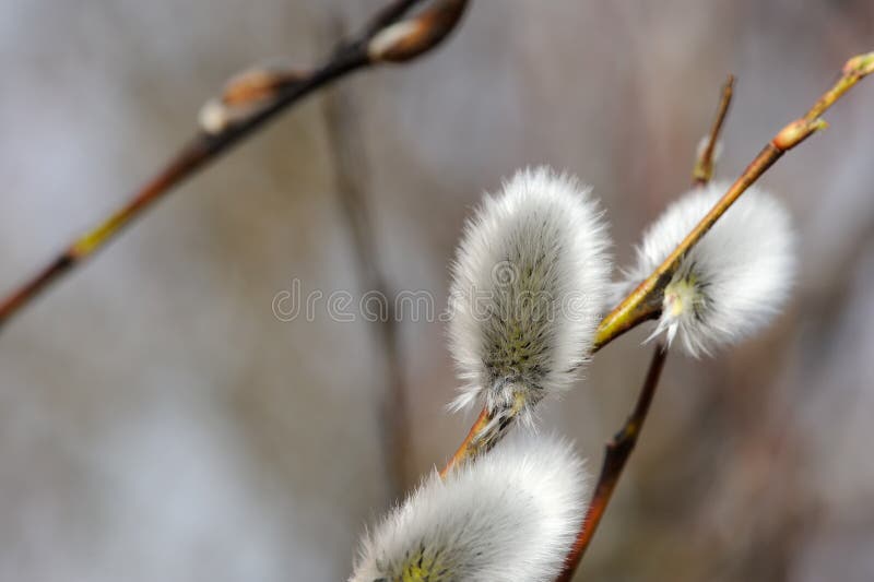 Fluffy Catkins in Spring stock image. Image of buds - 246710329