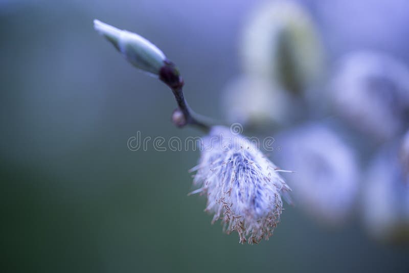 Fluffy Catkins on Tree Branch Close Up Stock Photo - Image of outdoors ...