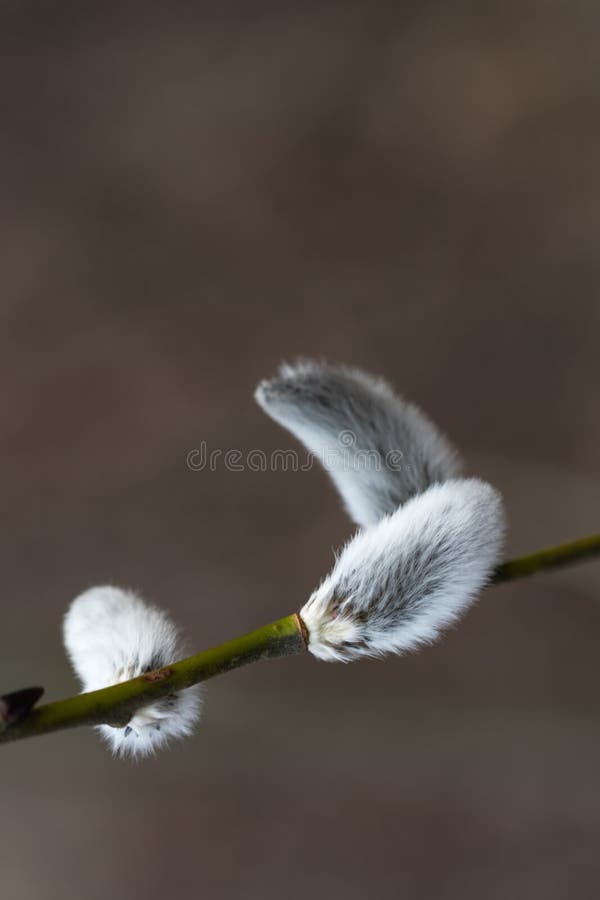 Fluffy catkins on a twig stock image. Image of symbol - 89429745