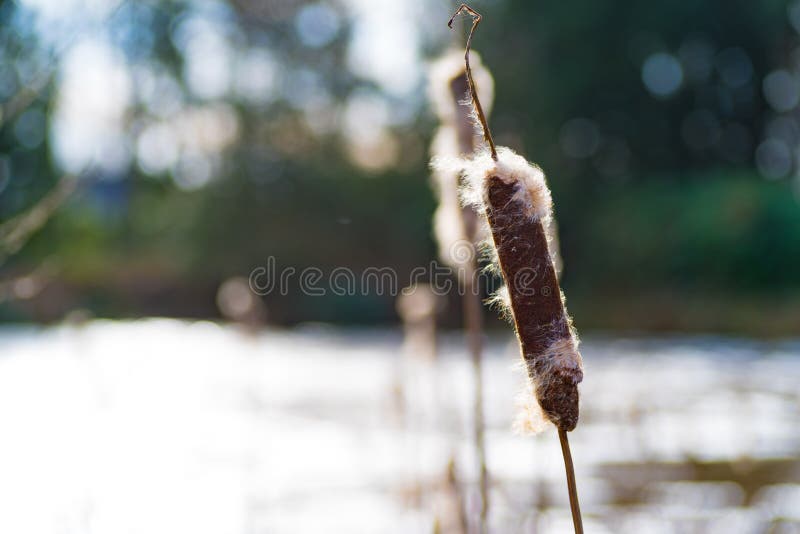 Fluffy cattail stock image. Image of pond, rusk, marsh - 241843585