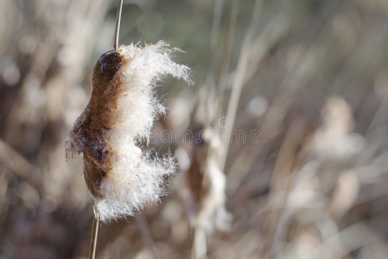 Cattail with Seeds Exploding in Early Spring Stock Photo - Image of ...