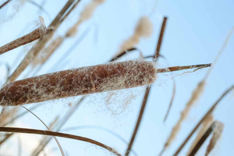 Cattail with Seeds Exploding in Early Spring Stock Photo - Image of ...