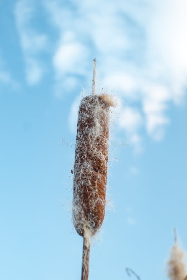Cattail with Seeds Exploding in Early Spring Stock Photo - Image of ...