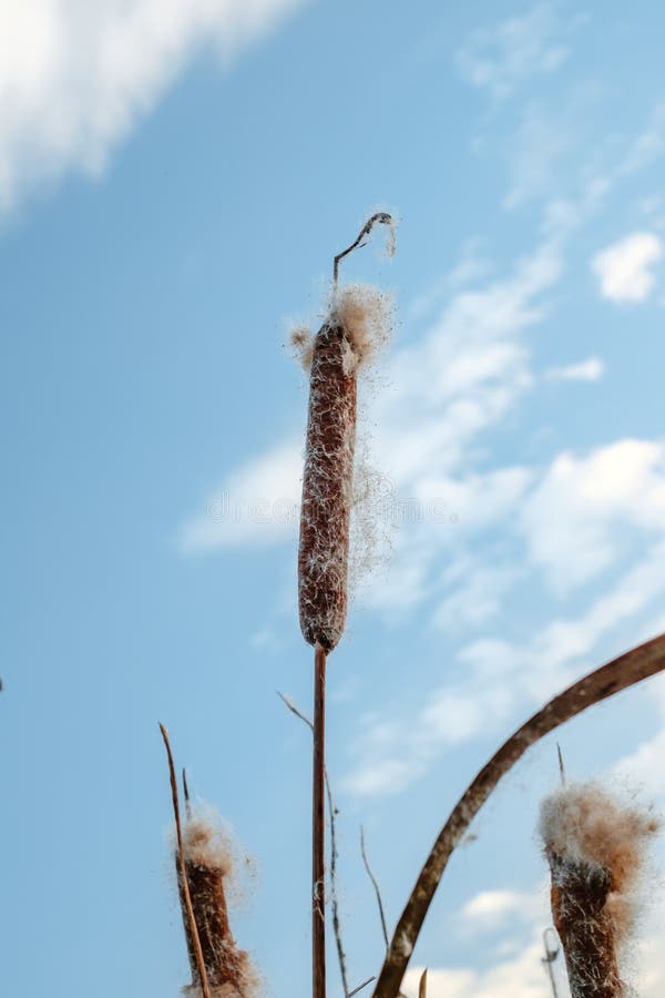 Cattail with Seeds Exploding in Early Spring Stock Photo - Image of ...