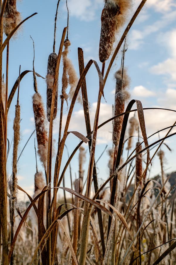Cattail with Seeds Exploding in Early Spring Stock Photo - Image of ...