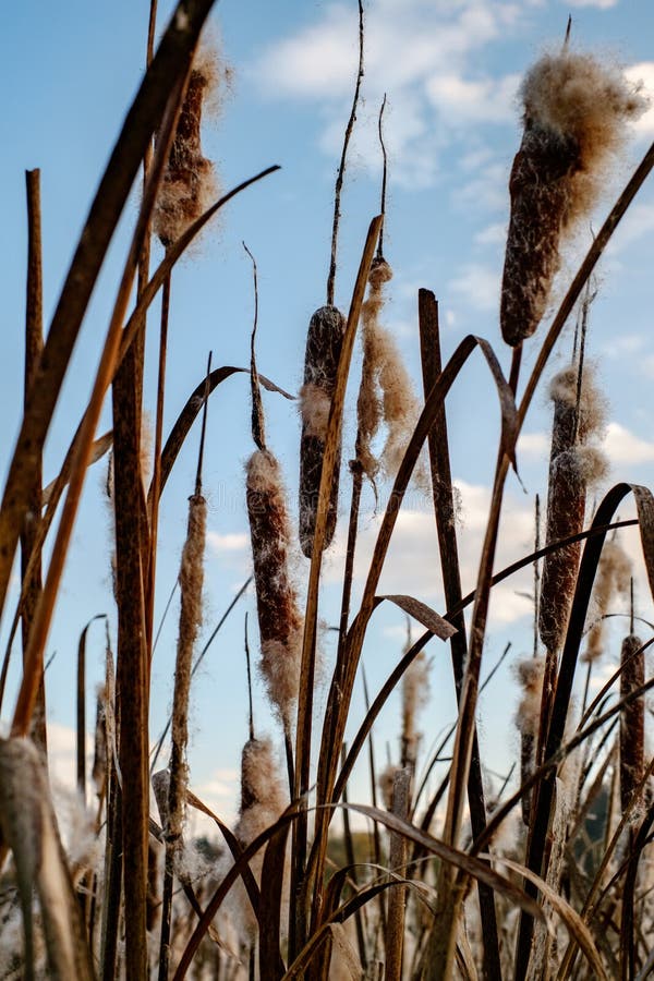 Cattail with Seeds Exploding in Early Spring Stock Photo - Image of ...