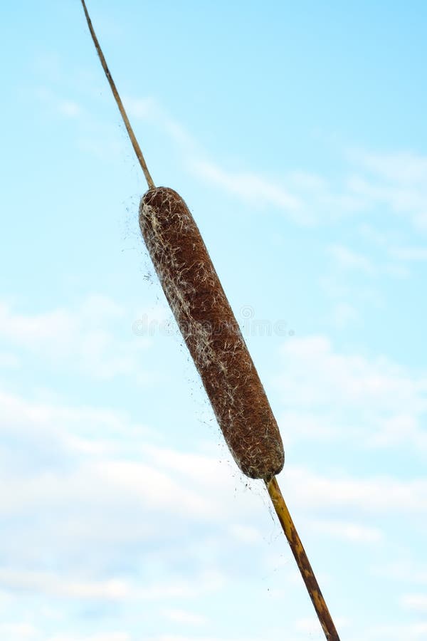 Cattail with Seeds Exploding in Early Spring Stock Photo - Image of ...