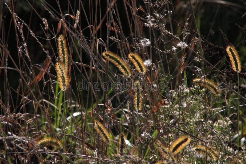 Fluffy Cattails with the Sunlight Shining through Stock Image - Image ...