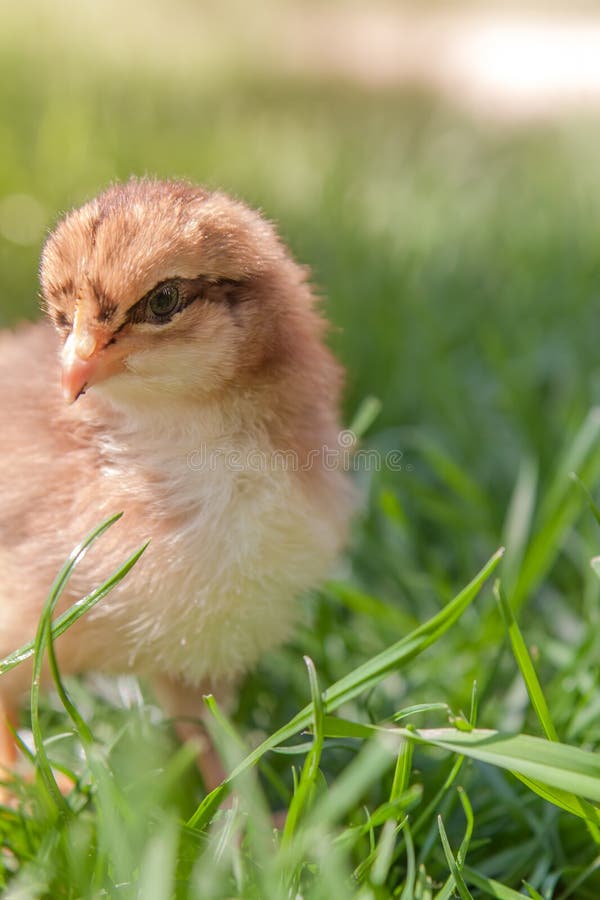 Fluffy chick in the grass stock image. Image of explore - 76022939