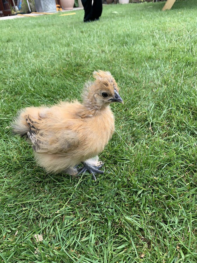 Fluffy chick stock photo. Image of pelagic, seychelles - 34172002