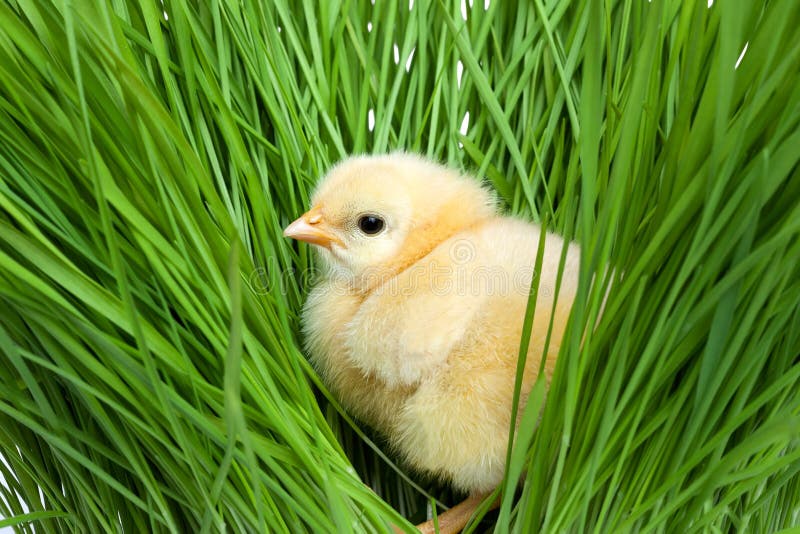 Fluffy Chick on Green Grass Stock Image - Image of funny, adorable ...