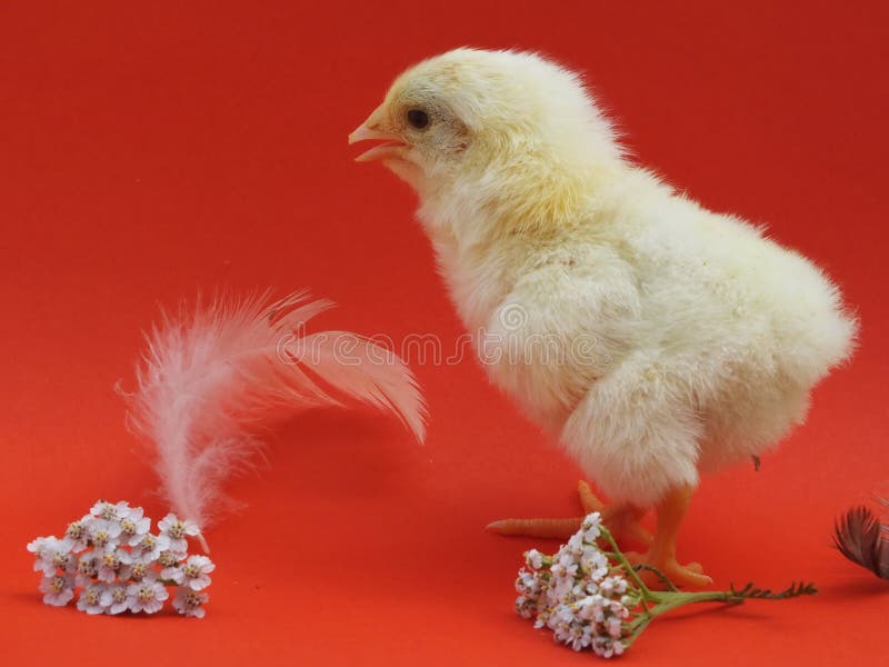 Fluffy chick stock image. Image of baby, feather, fluffy - 32723043