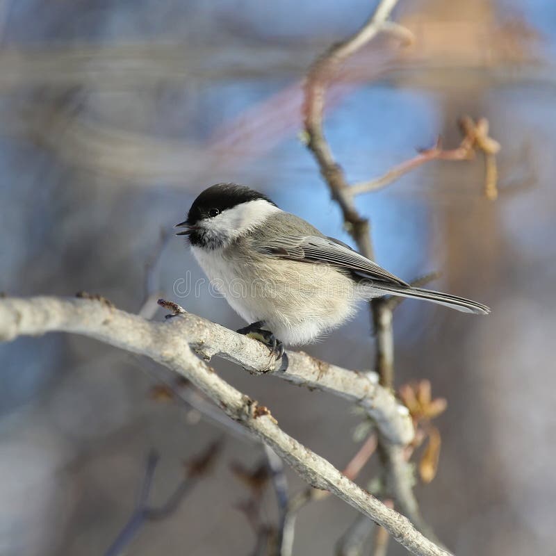 Fluffy chickadee stock image. Image of sitting, winter - 46363505