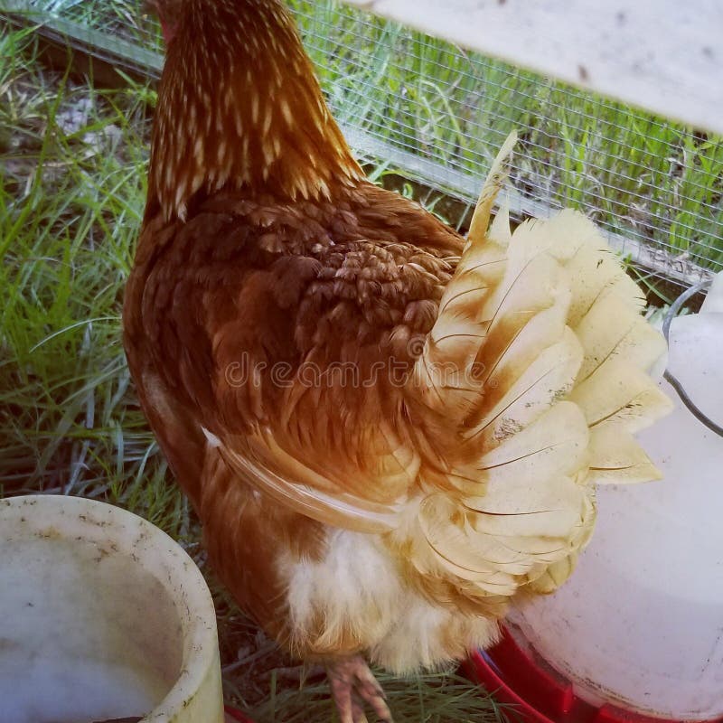 Fluffy chicken stock image. Image of fluffy, chicken - 134527161