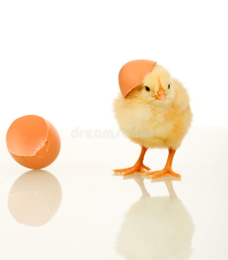 23,382 Cute Fluffy Chicken Stock Photos - Free & Royalty-Free Stock ...