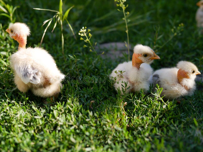Fluffy chicks stock image. Image of small, young, chicken - 81964583