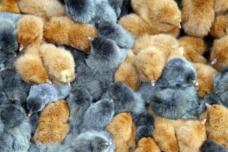 Fluffy chicks stock image. Image of baby, group, chicken - 39889185