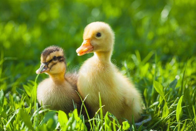 Fluffy Chicks Walks in Green Grass Stock Photo - Image of green, foot ...