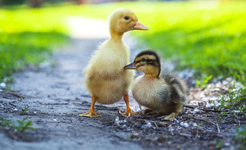 Fluffy Chicks Walks in Green Grass Stock Photo - Image of foot, rural ...