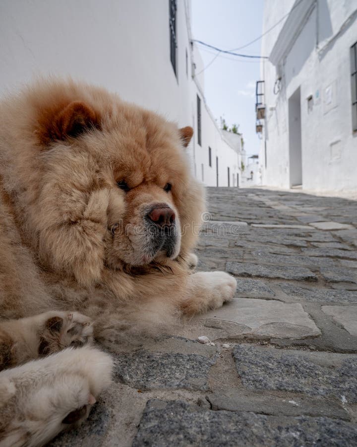 Fluffy Chow Chow Dog Resting on a Cobblestone Street Stock Photo ...
