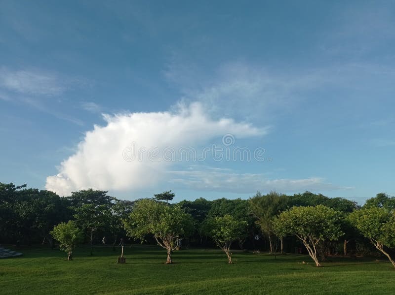 Fluffy Cloud Soars Above Lush Trees Under a Perfect Blue Sky.& X22 ...