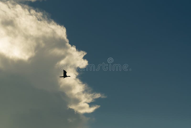 Fluffy Clouds Template with Bird Flying through. White Clouds and Birds ...