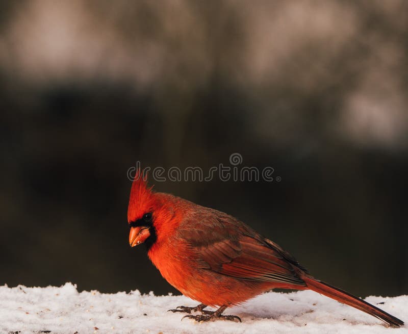 Common Cardinal Bird Wandering on the Snow Stock Image - Image of ...