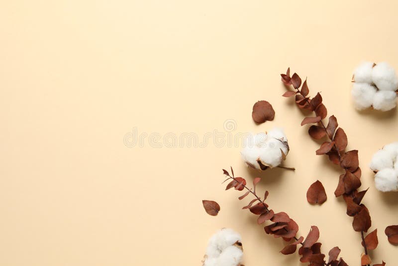 Fluffy Cotton Flowers and Leaves on Beige Background, Flat Lay. Space ...