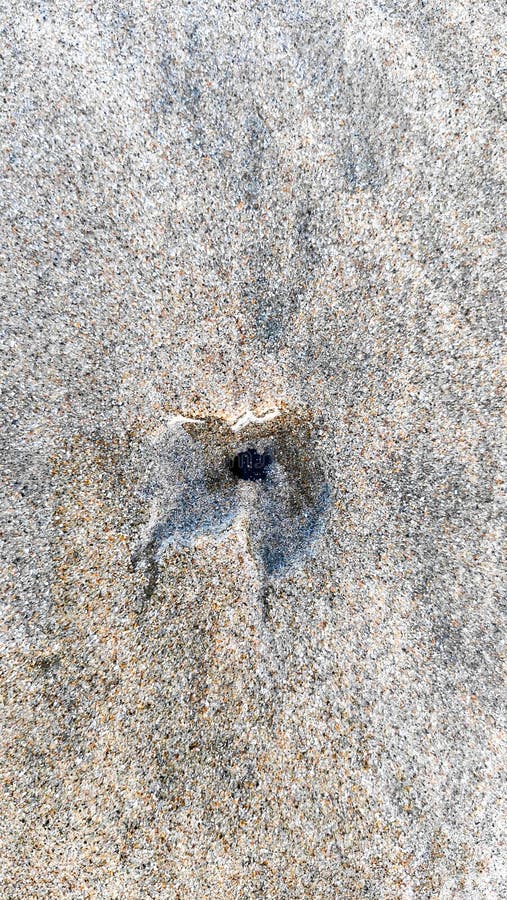 Fluffy Crabs Hole on White Sand Beach, Crabs Holes on Beach Sand, Home ...
