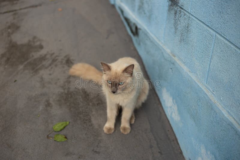 A Fluffy Cream-colored Cat with Dark Ears and Muzzle. Stock Image ...