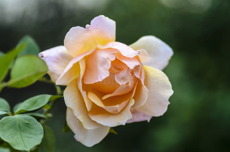 Fluffy Cream Rose Flower on Dark Green Background Stock Image - Image ...
