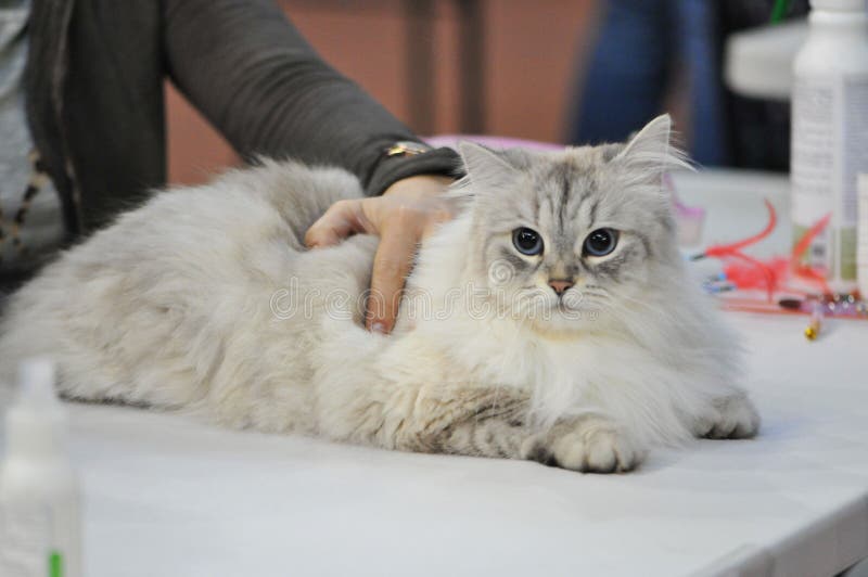 Fluffy Cute Cat on the Table in the Vet Stock Image - Image of domestic ...