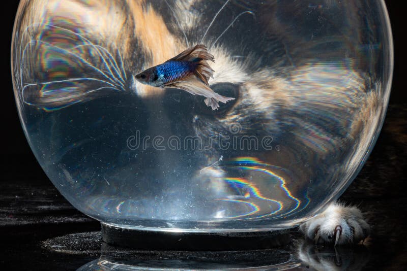 Fluffy Cute Cat Watching Beautiful Blue Betta Fish in Close Up Stock ...