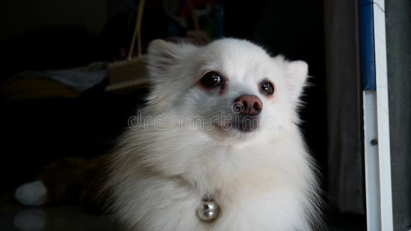 Fluffy Pomeranian Dog Waiting for Someone Stock Image - Image of brown ...