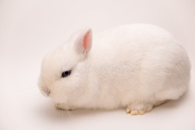 945 Rabbit Mustache Stock Photos - Free & Royalty-Free Stock Photos ...