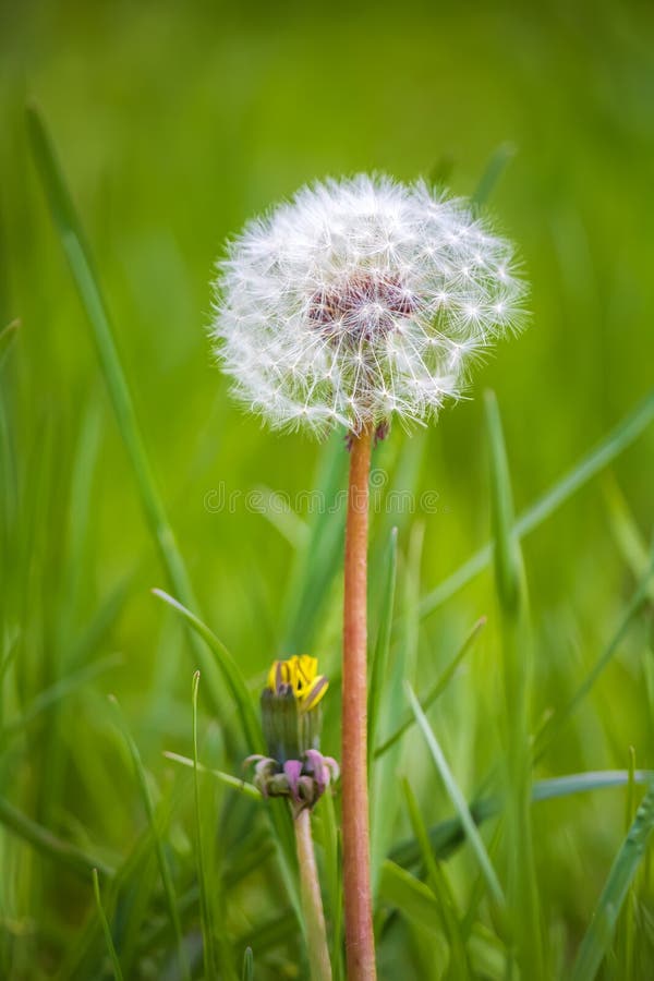 Dandelion on a Long Stalk in the Background of Bushes Stock Image ...