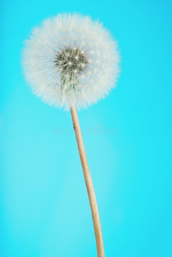 Fluffy dandelion seeds stock image. Image of concept - 60013489