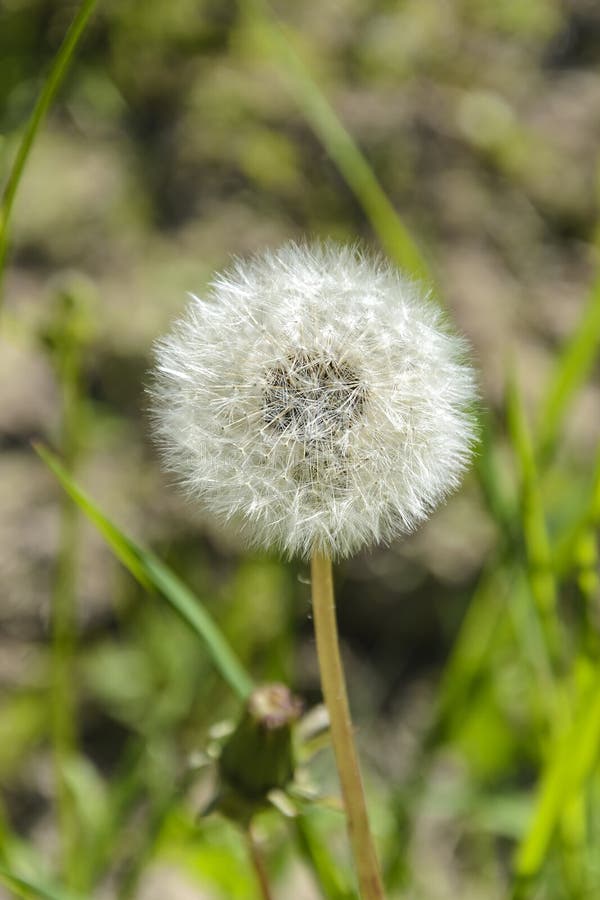 Fluffy dandelion flower stock photo. Image of dandelion - 261149520